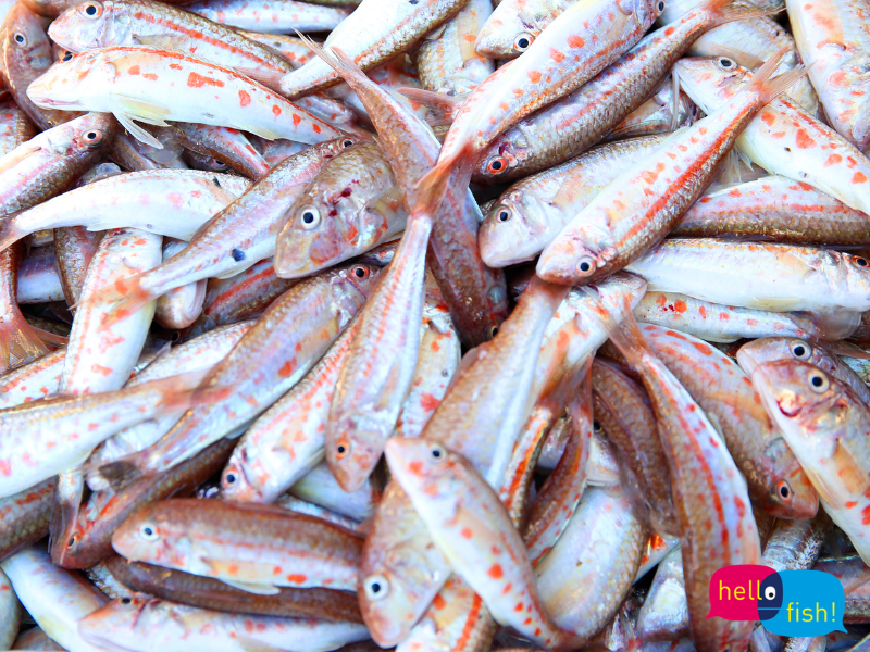 Il pesce che sonda i fondali: la Triglia di fango | HelloFish